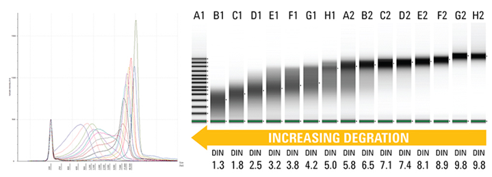 DNA Integrity Number (DIN) による ゲノムDNA分解度の客観的評価 | Access Agilent | アジレント ...