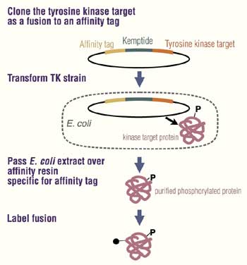 TK Competent Cells to Generate Phosphorylated Proteins [RUO] | アジレント・テクノロジー