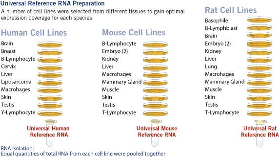 Universal Mouse Reference RNA [RUO] | アジレント・テクノロジー
