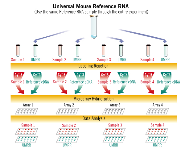 Universal Mouse Reference RNA [RUO] | アジレント・テクノロジー